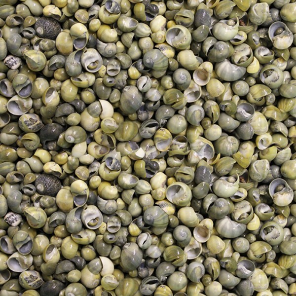 Mini Mongo Shell Kiloluk Deniz Kabuğu - 1 KG -₺ 567,85