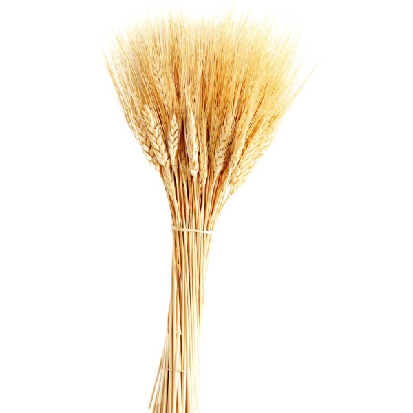 Kuru Çiçek Doğal Başak Buğday Başağı 45 Cm - 1 Demet Natural -₺ 65,00